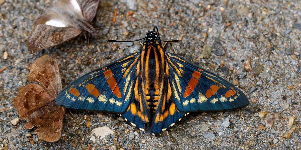 Butterfly - Transturin Ltda.